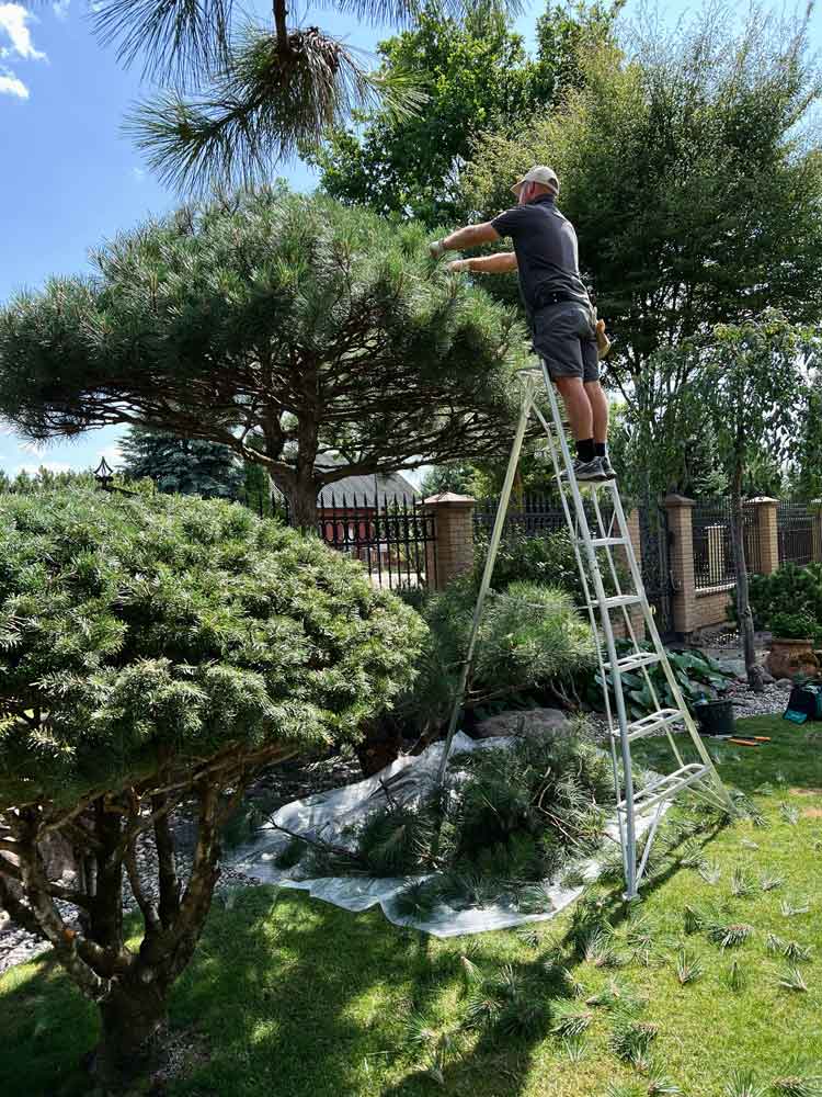 Niwaki Tree Care & Clean – Prestige Garden Studio