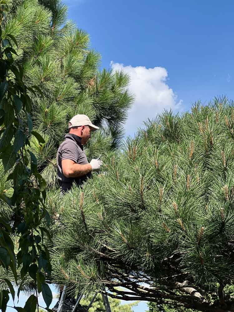 Niwaki Trees – Prestige Garden Studio