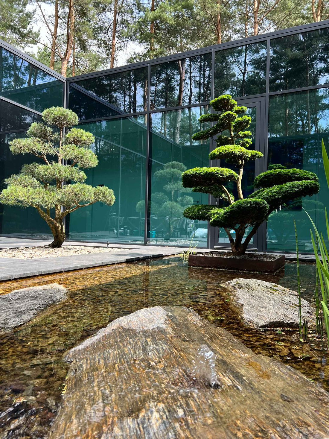 Your First Niwaki Tree – Prestige Garden Studio