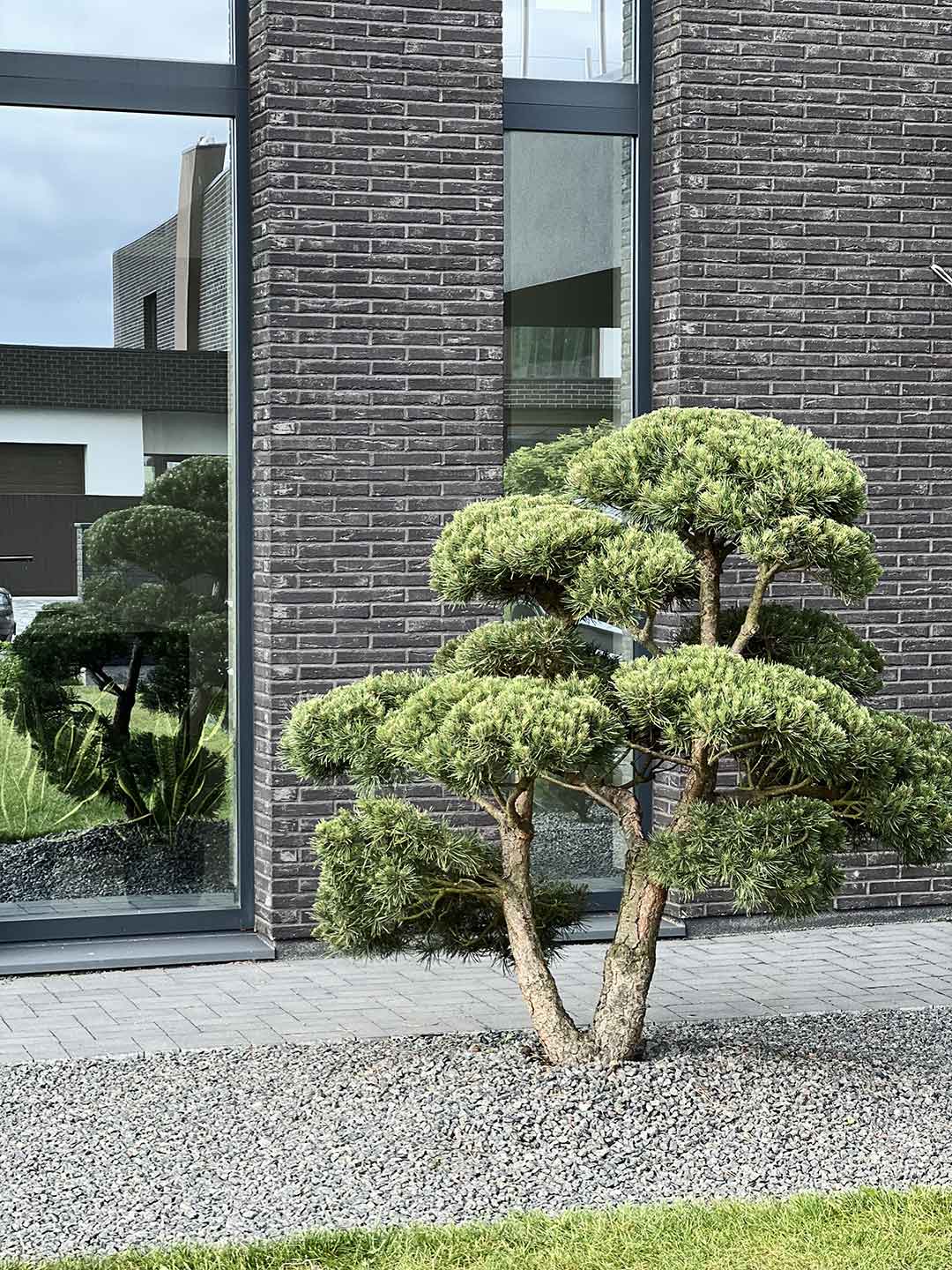 Niwaki Trees – Prestige Garden Studio