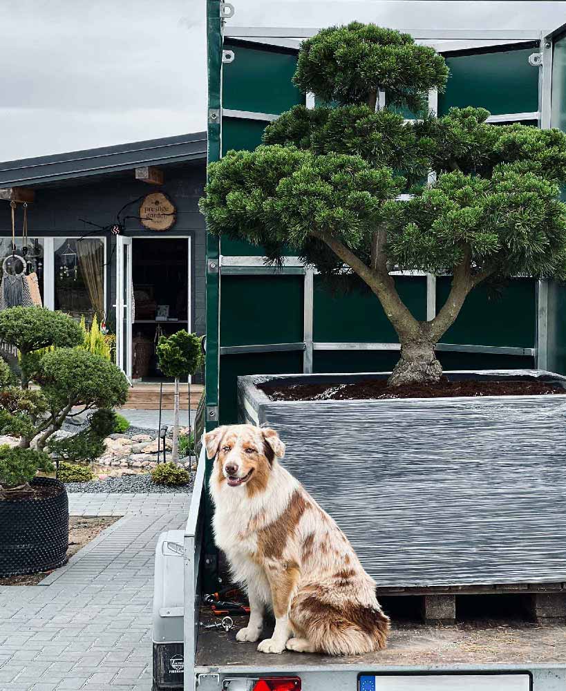 Niwaki Trees – Prestige Garden Studio