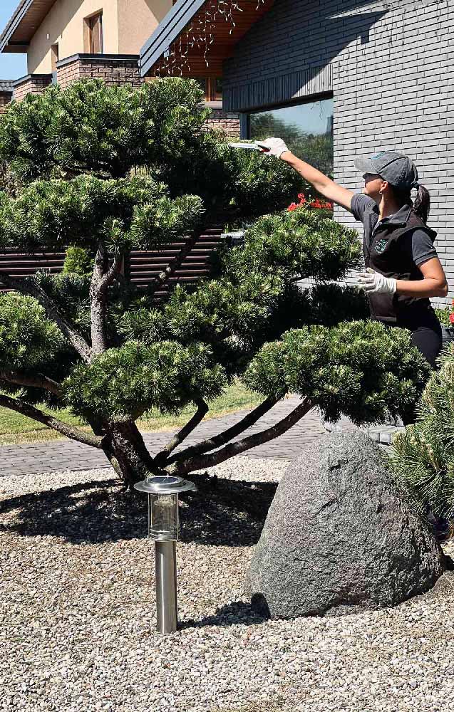 Niwaki Trees – Prestige Garden Studio