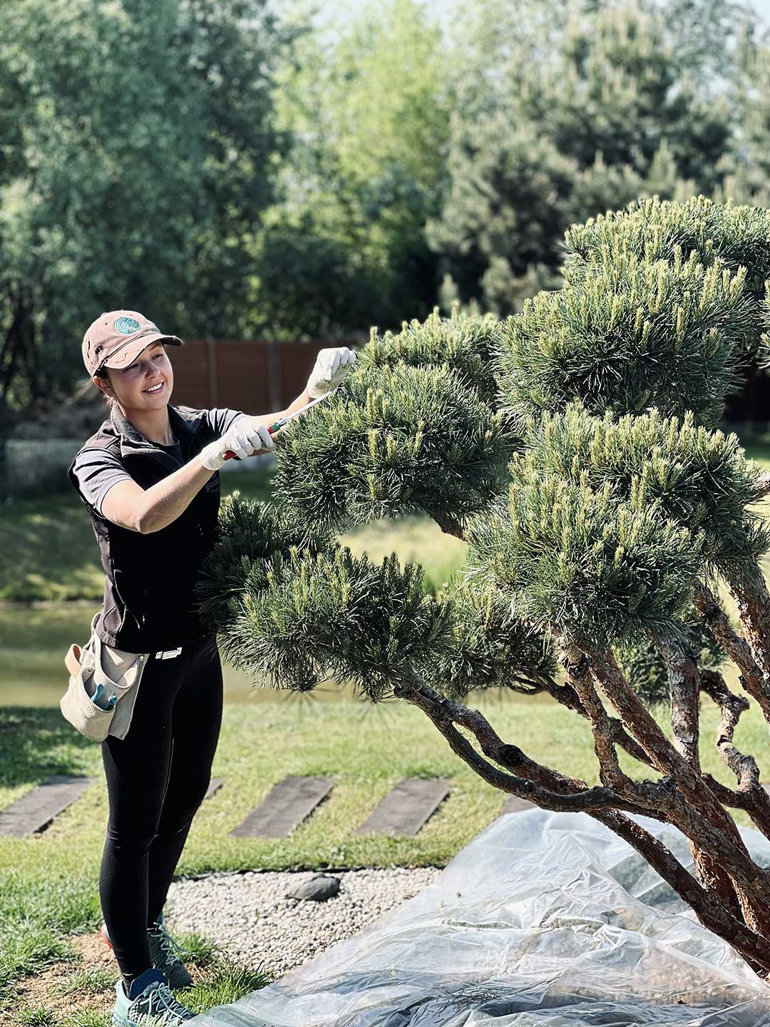 Niwaki Trees – Prestige Garden Studio